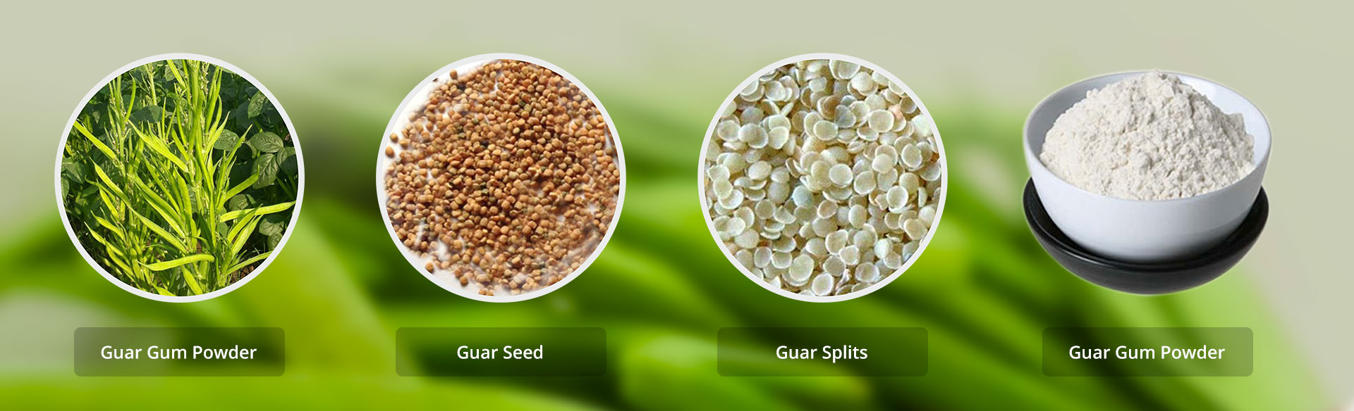 Guar Gum Powder Guar Gum Powder